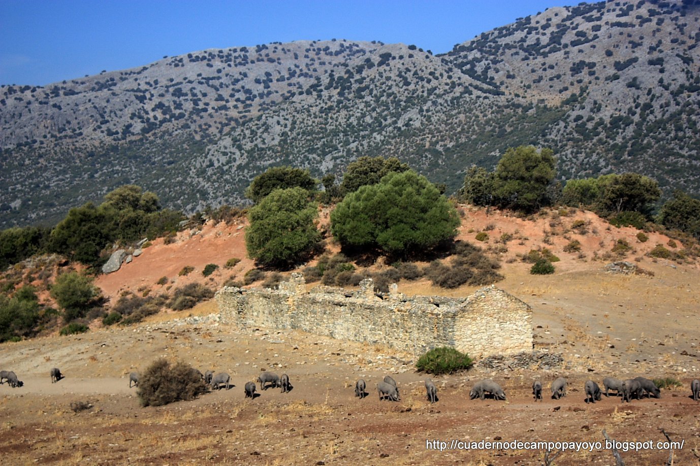 Cuaderno de Campo Payoyo: La escuela de Barrida