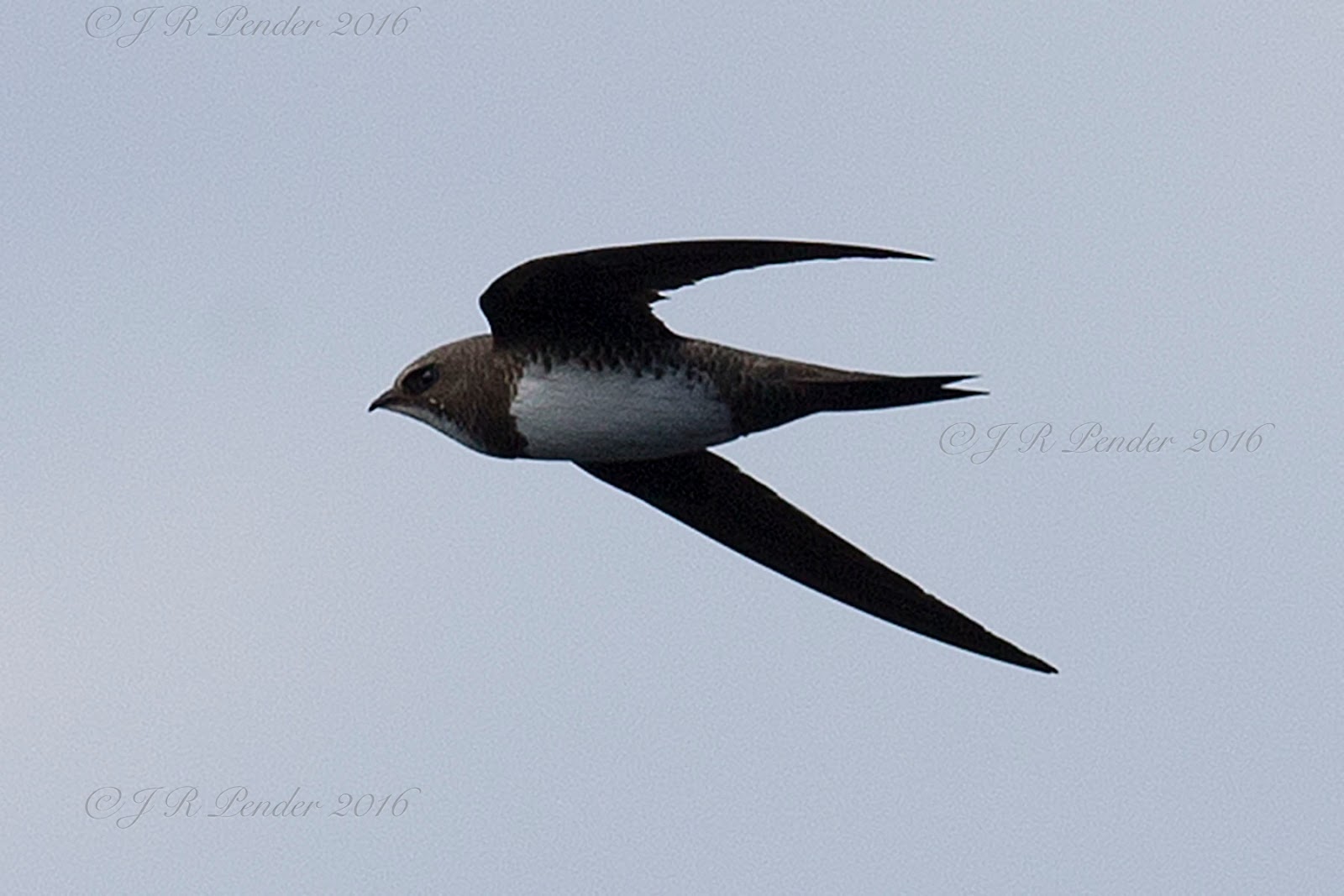 Joe Pender Wildlife Photography: Alpine Swift
