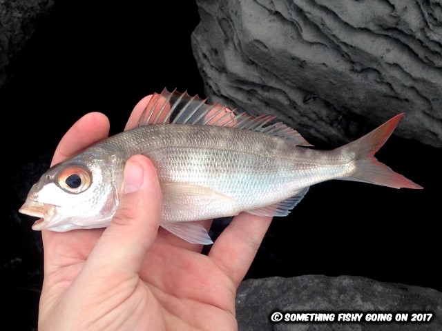 Something Fishy Going On: Lifetime Species List.