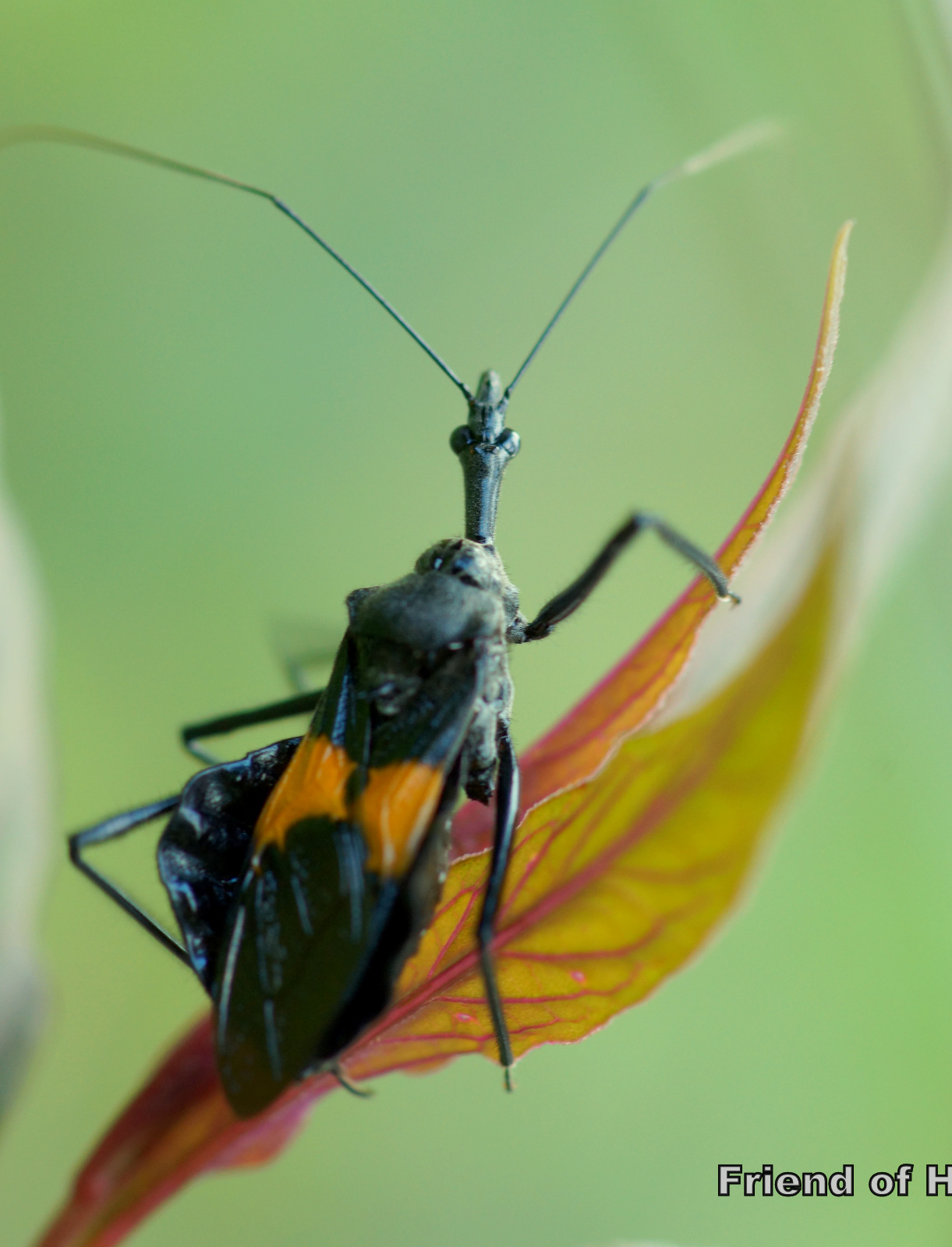 Photographic Wildlife Stories in UK/Hong Kong: Strange Looking Insects
