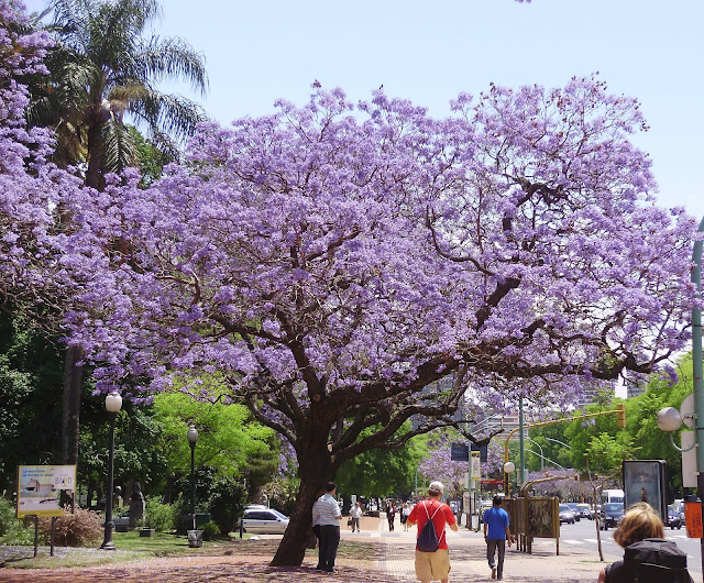 Jacaranda trees paint Buenos Aires in blue | My Buenos Aires Travel Guide