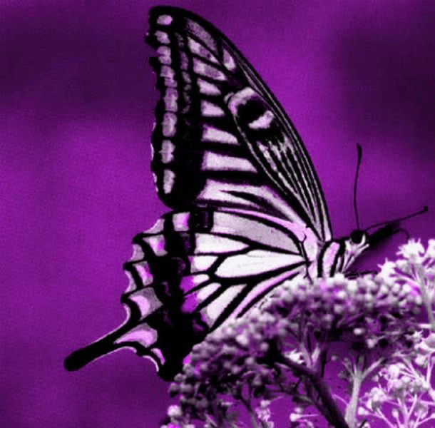 Mor Gunlerim: Mor denince..........