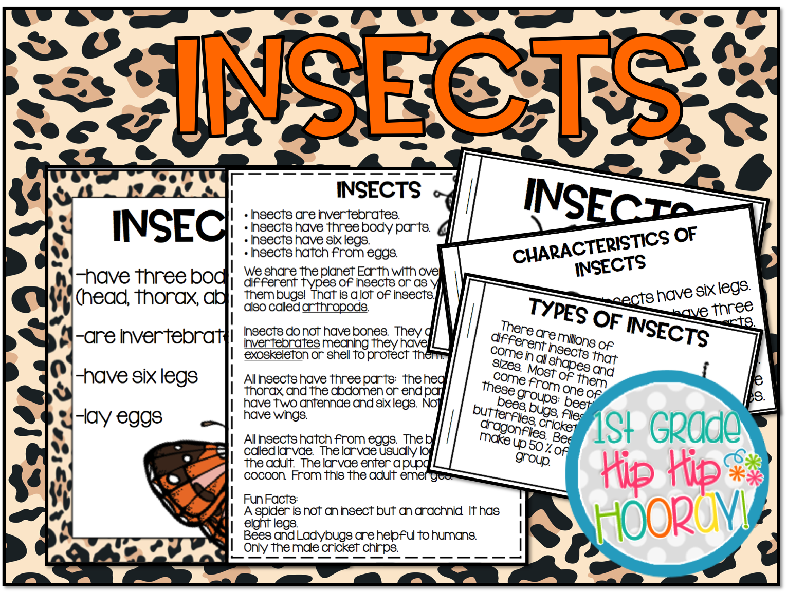 1st Grade Hip Hip Hooray!: Let's Explore Insects
