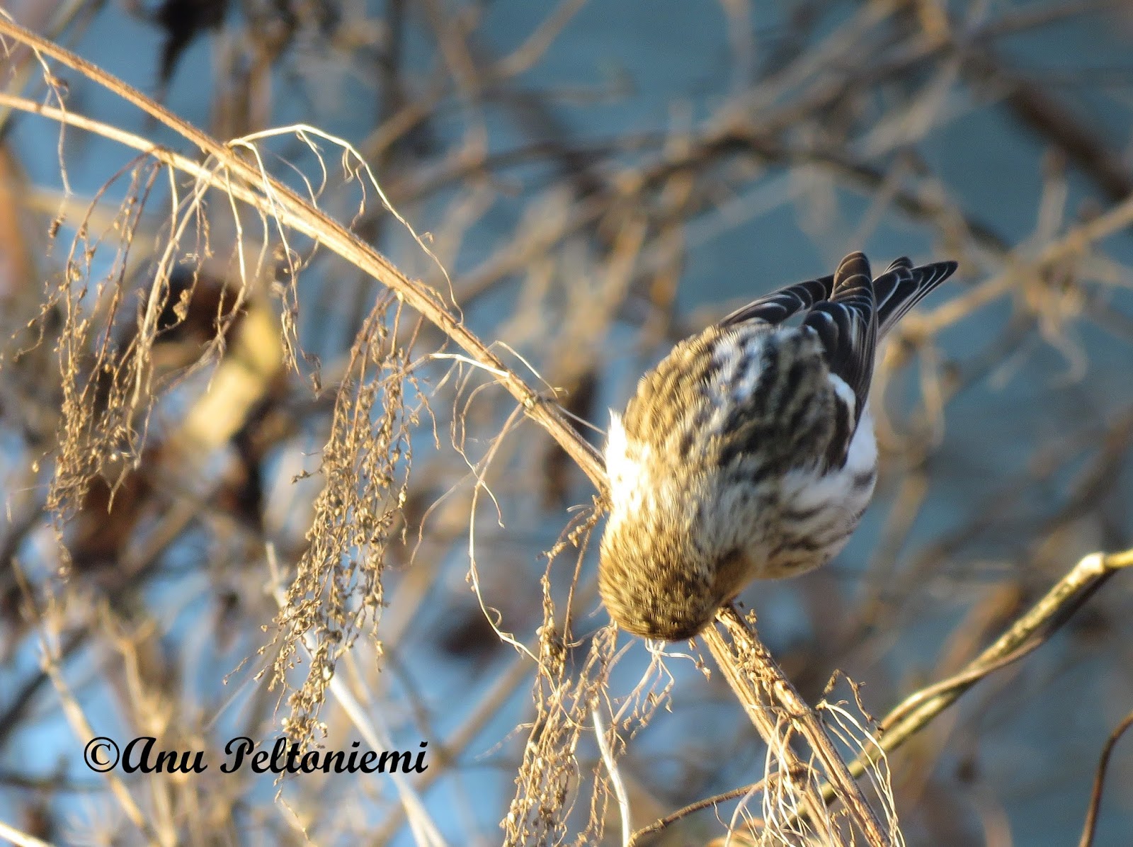 Lintuilua - Birding: Urpiainen