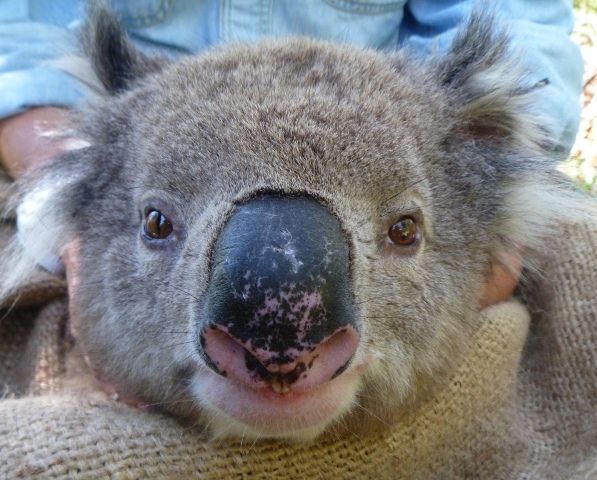 Conserving Koala Country: 2012