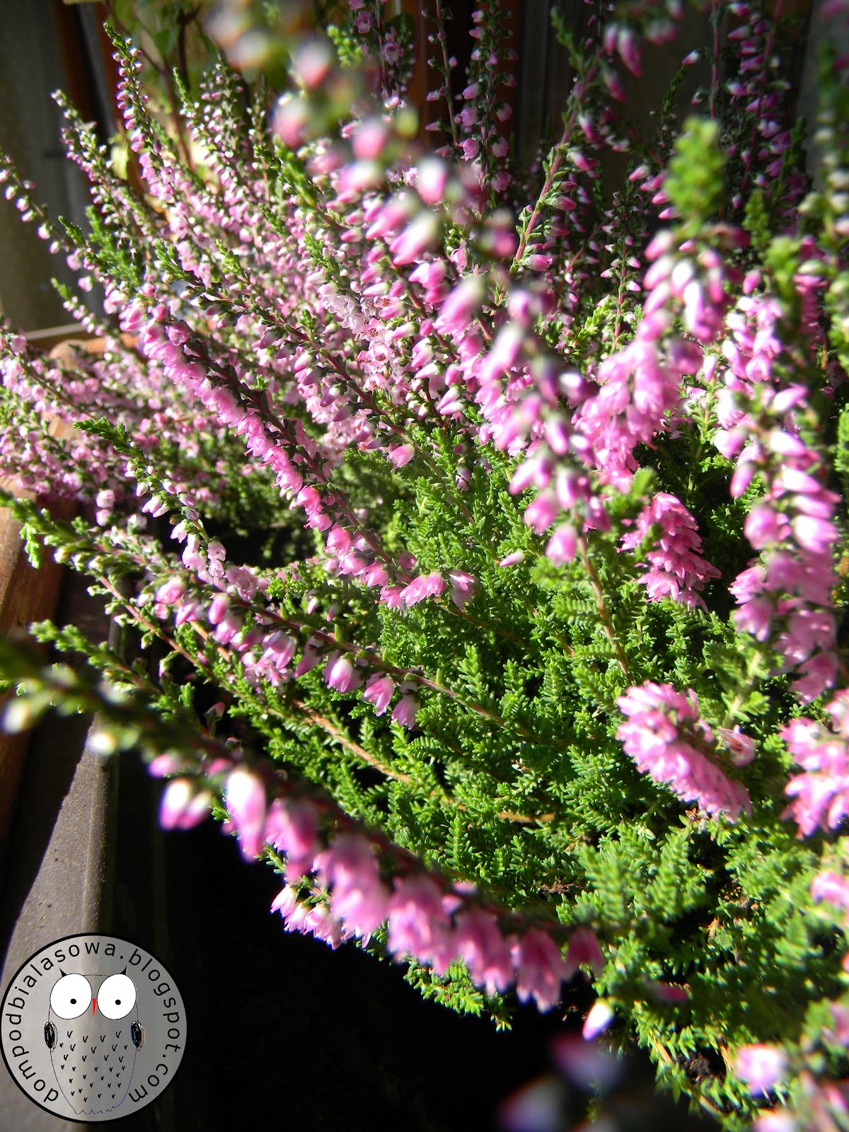 Dom pod białą sową: Zbliża się jesień – wrzosy na balkonie