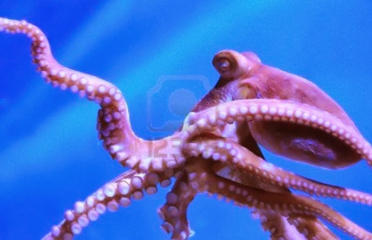 Vampiro Erudito: El Pulpo