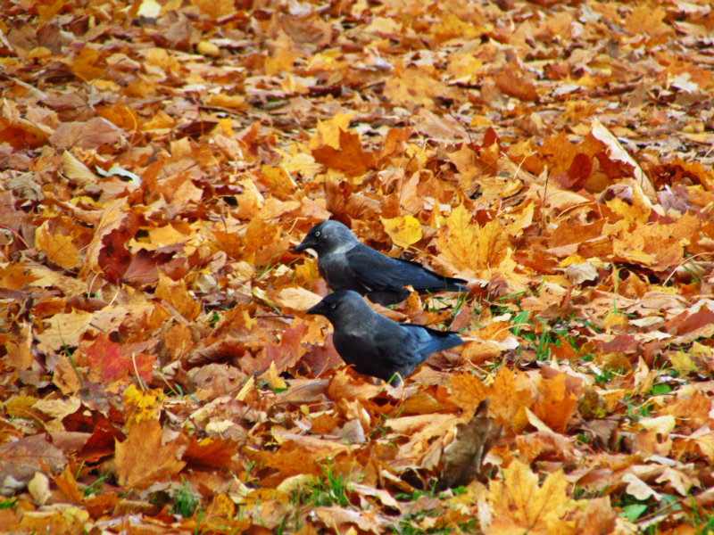 My Lucky World: Осенние животные. Autumn critters