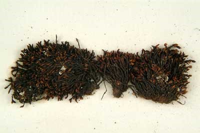 Contoh Makalah Tentang Bryopsida (Lumut Sejati) - DINAMIKA PENDIDIKAN ...