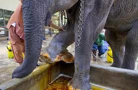 Elephants world: FOOT DISORDERS AND TREATMENT FOR ELEPHANTS