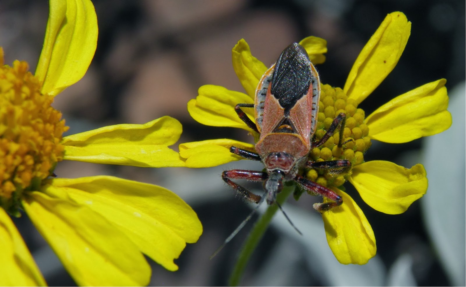 Arizona: Beetles, Bugs, Birds and more: Apiomerus cazieri - a valid ...