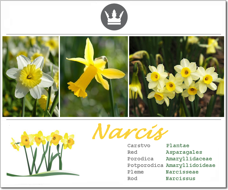 101 cvet : travnja 2017