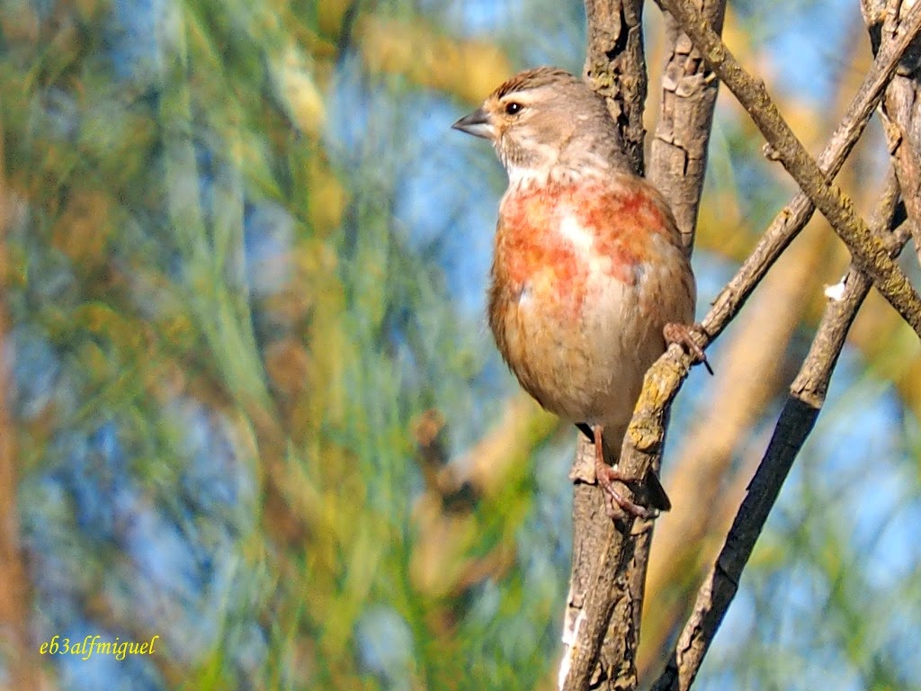 Miguel fotografia: Pardillo común (Carduelis cannabina)