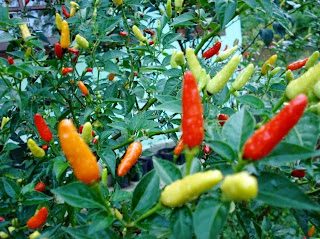 PIMENTAS EXÓTICAS IN NATURA: PIMENTA TABASCO - capsicum frutescens
