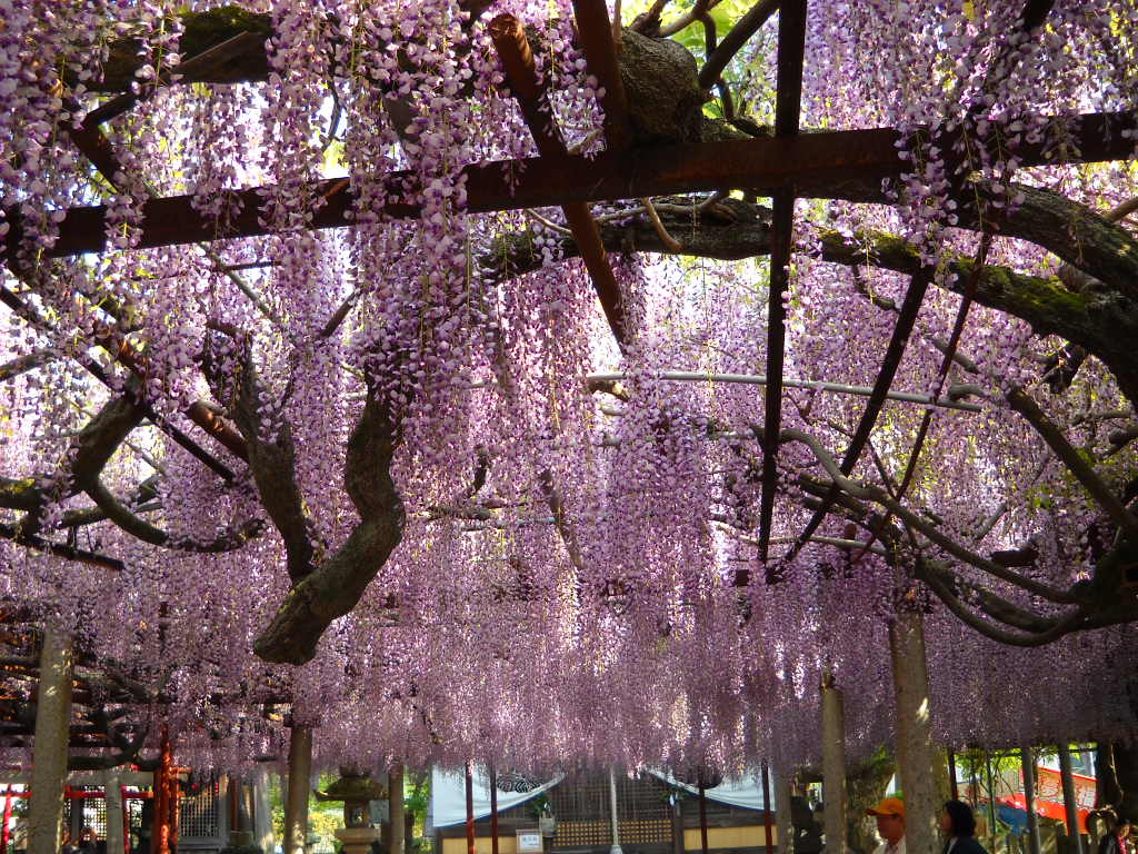 Daily Glimpses of Japan: Sennen Fuji Flowers - Wisteria In Shiso City ...