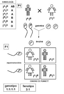 Blog Segundo corte Biologia: GENETICA SEGUNDA PARTE