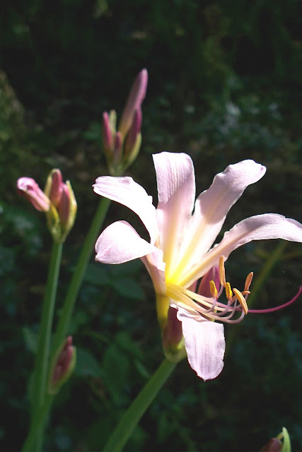 PlantPostings: Plant of the Month: Lycoris