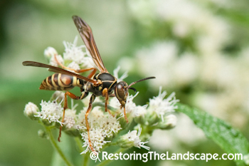 Restoring The Landscape With Native Plants: Common Boneset: A Five Star ...