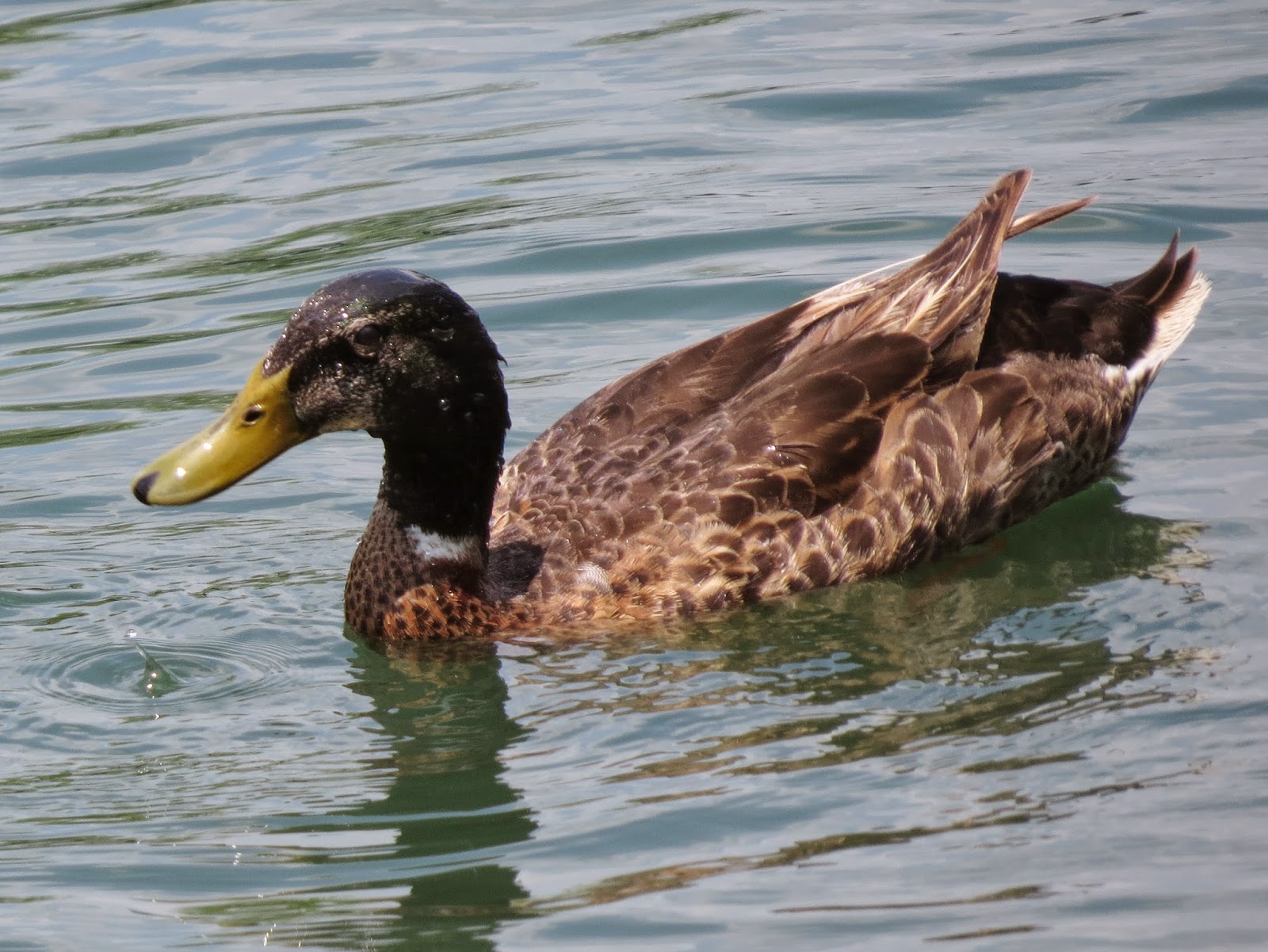 SE Texas Birding & Wildlife Watching: Ducks