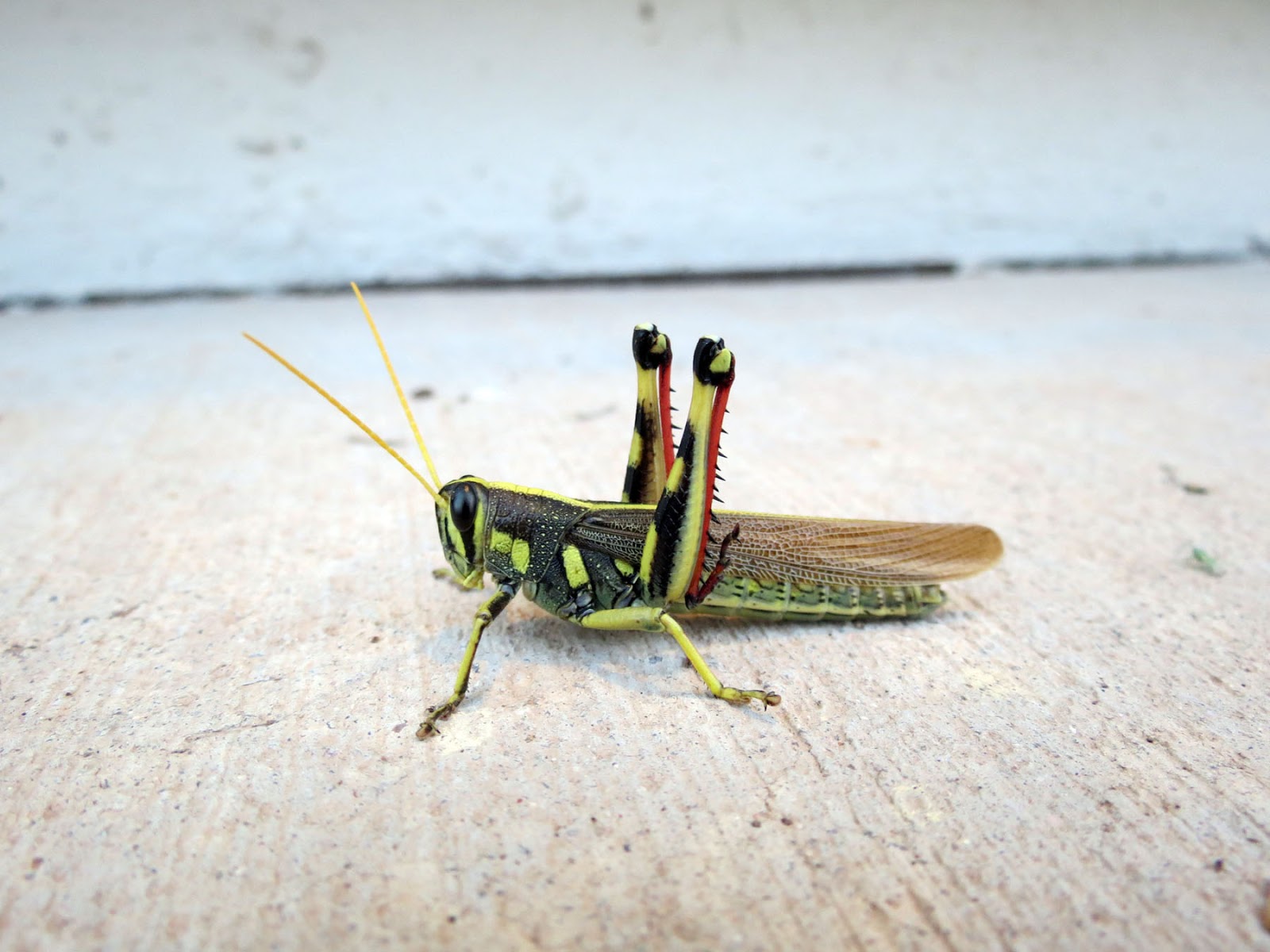 Desert Colors: Grasshoppers