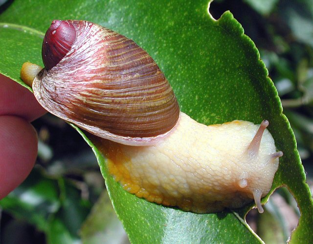 Real Monstrosities: Semi-slug