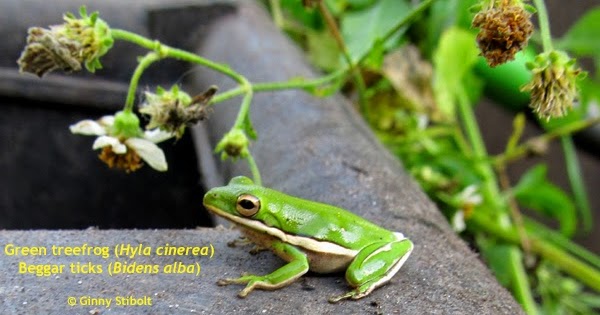 Green Gardening Matters: Yard critters