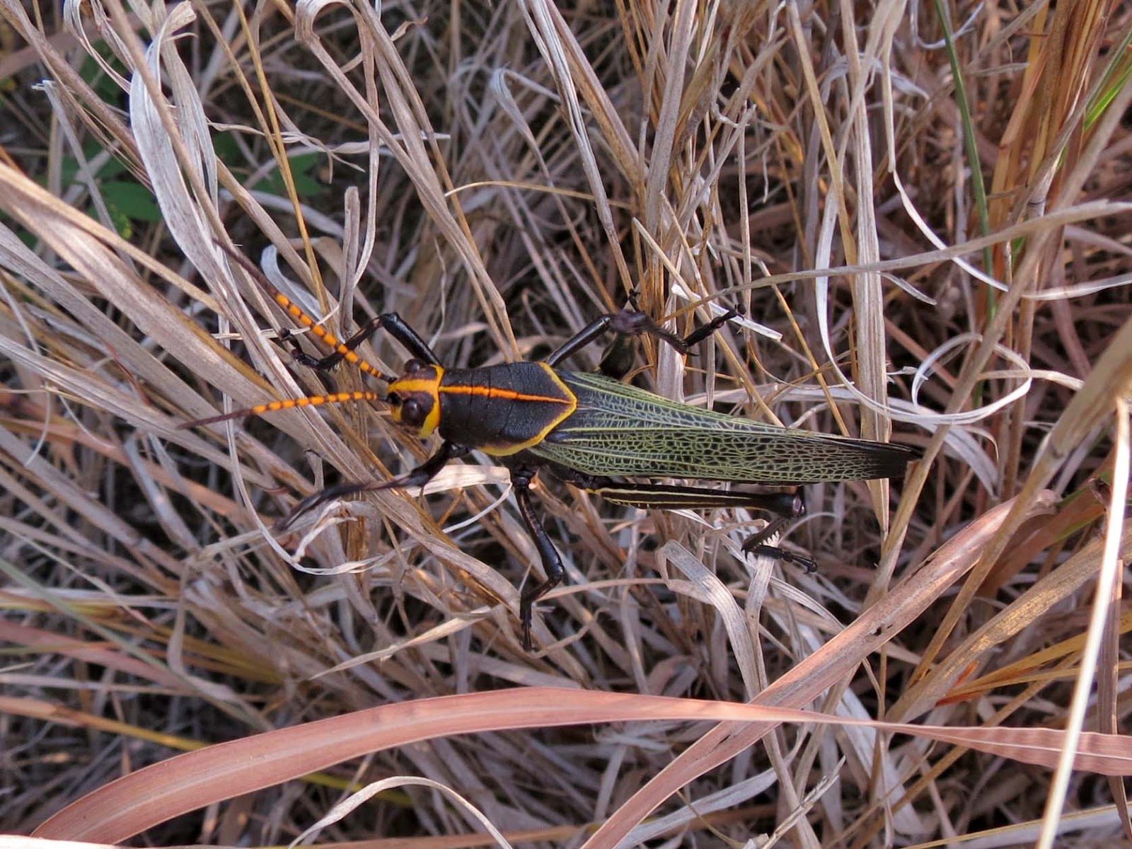 Desert Colors: Grasshoppers