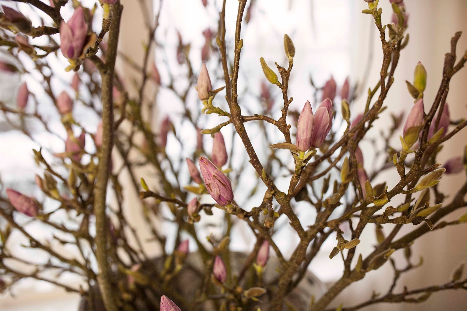 Magnolia flowering indoors...... - Blommor Och Trädgård