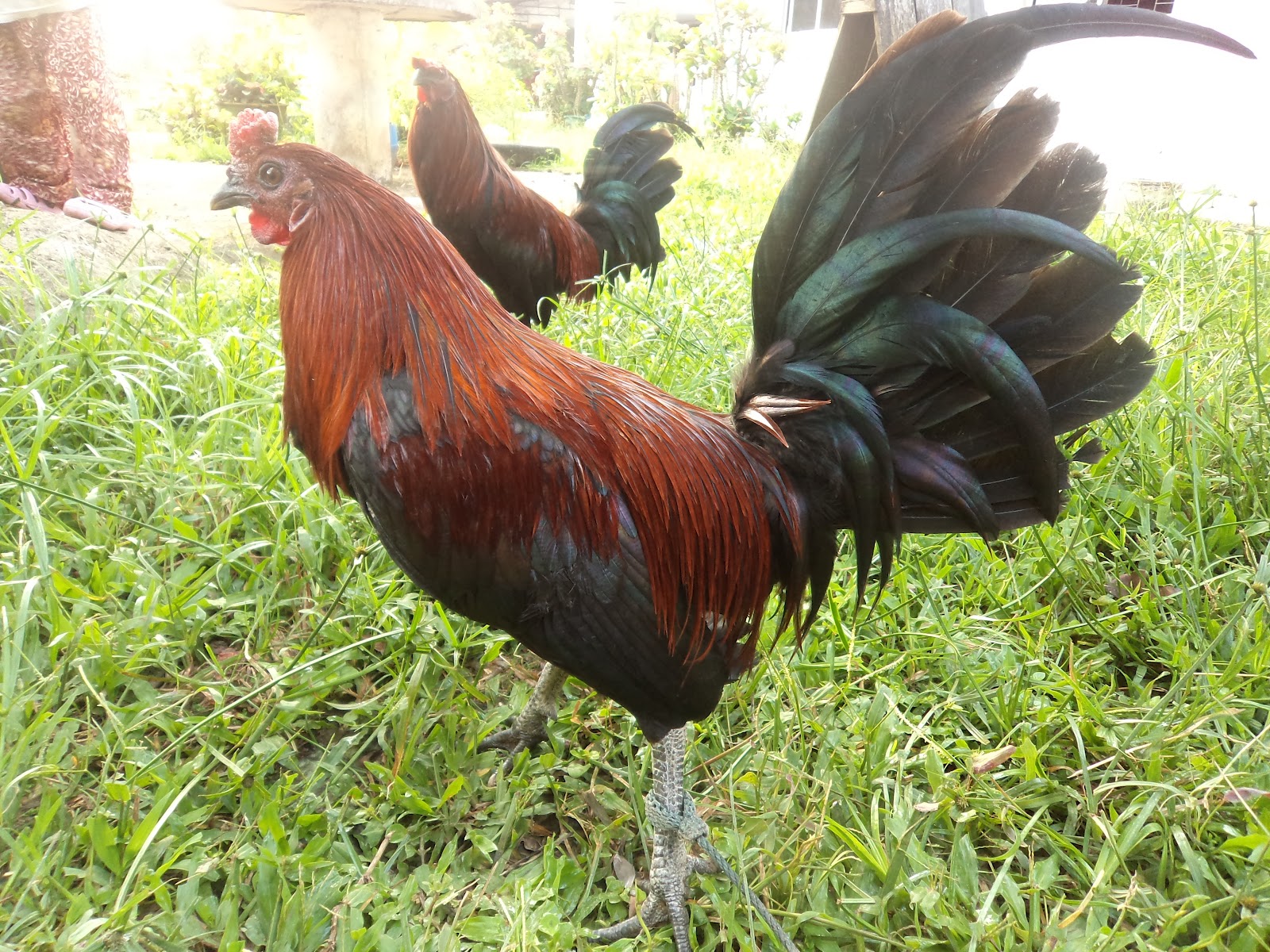 Sarawak Gamefowl Farm