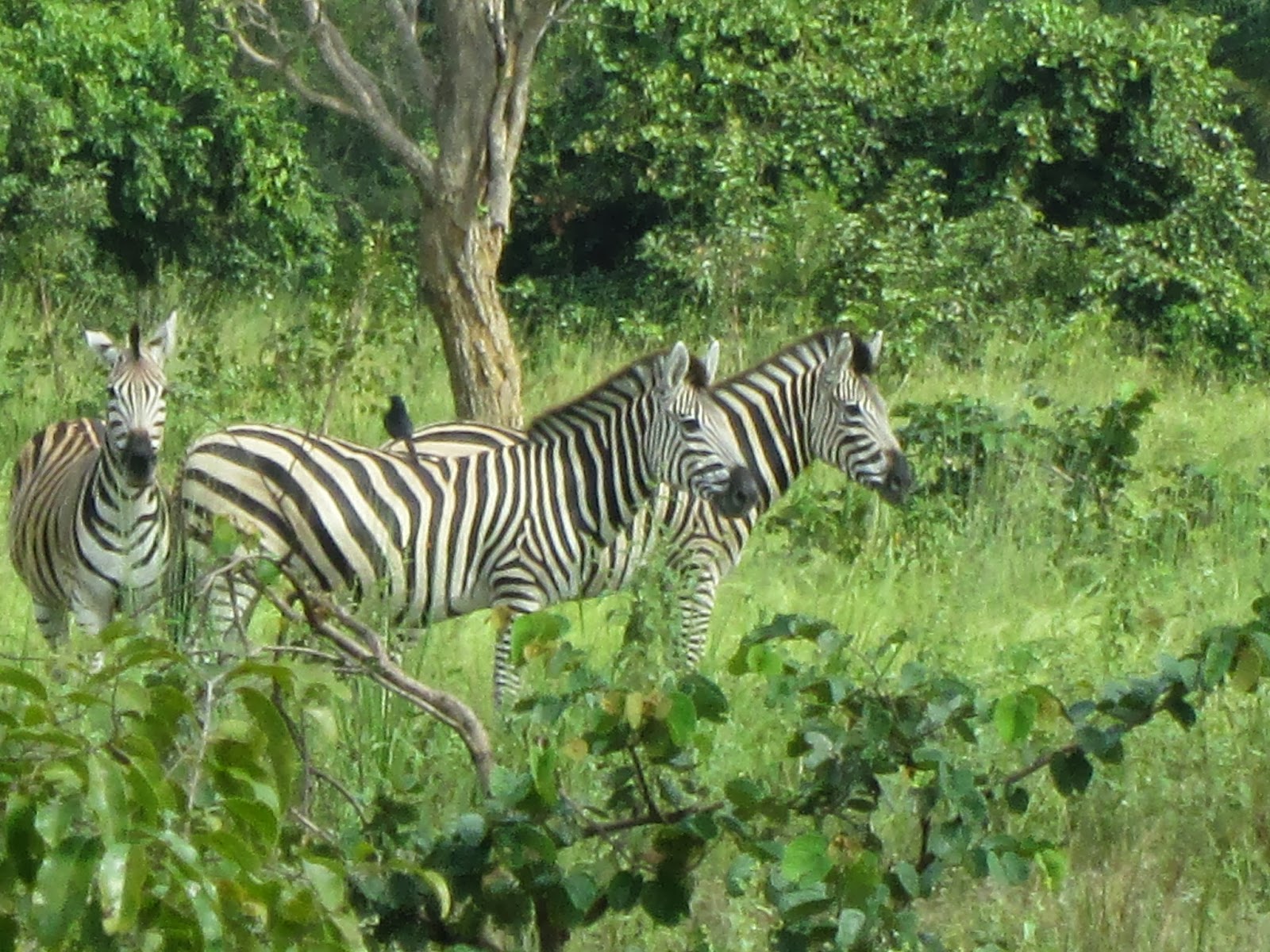 Onfroy-Curley au Togo: Parc animalier/Animal park Sarakawa
