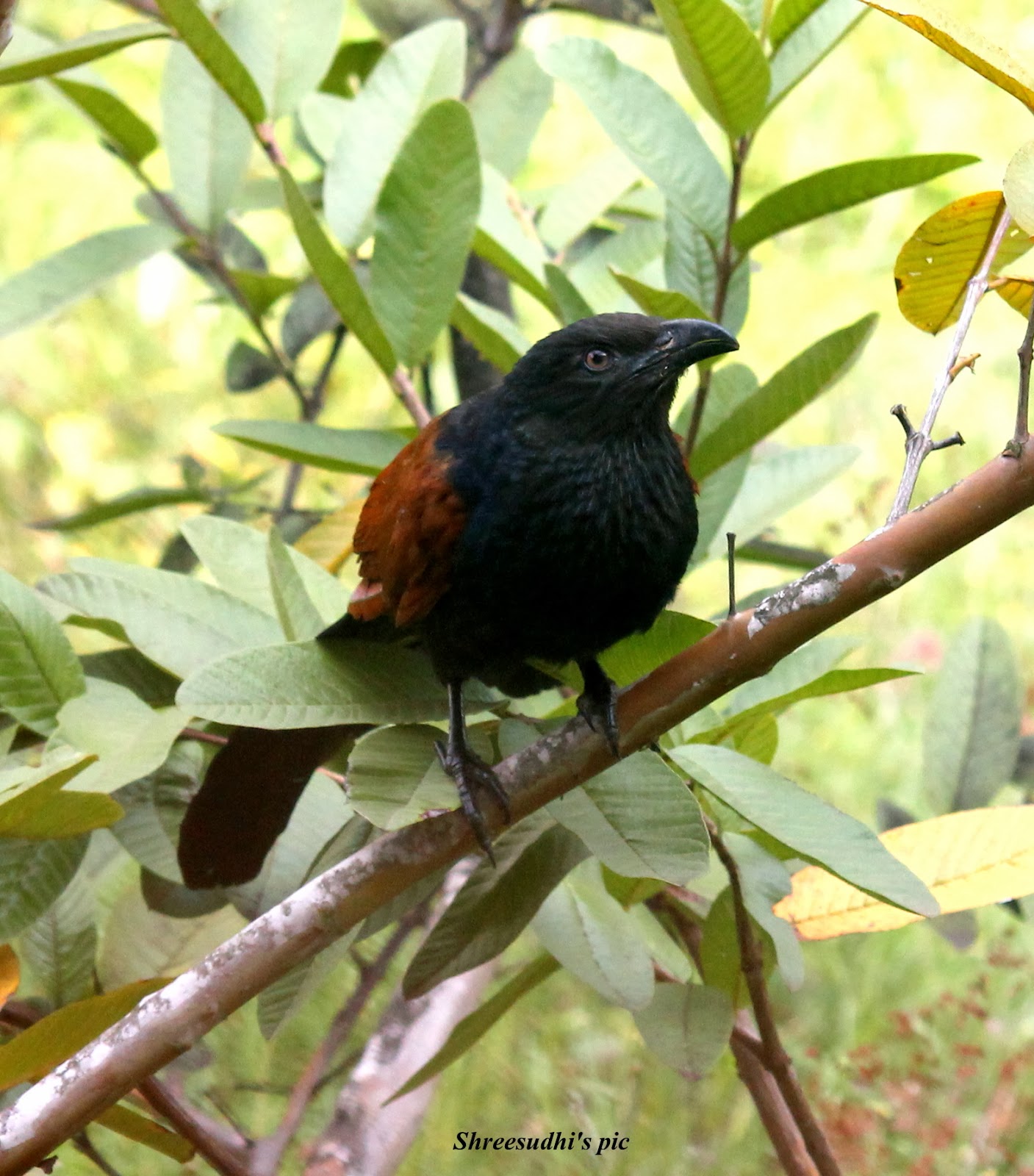 Birds with shutterbug
