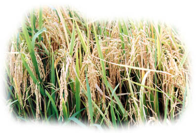 Tips in Planting Hybrid Rice - Anambra Indigenous Youth Farmers Multi ...