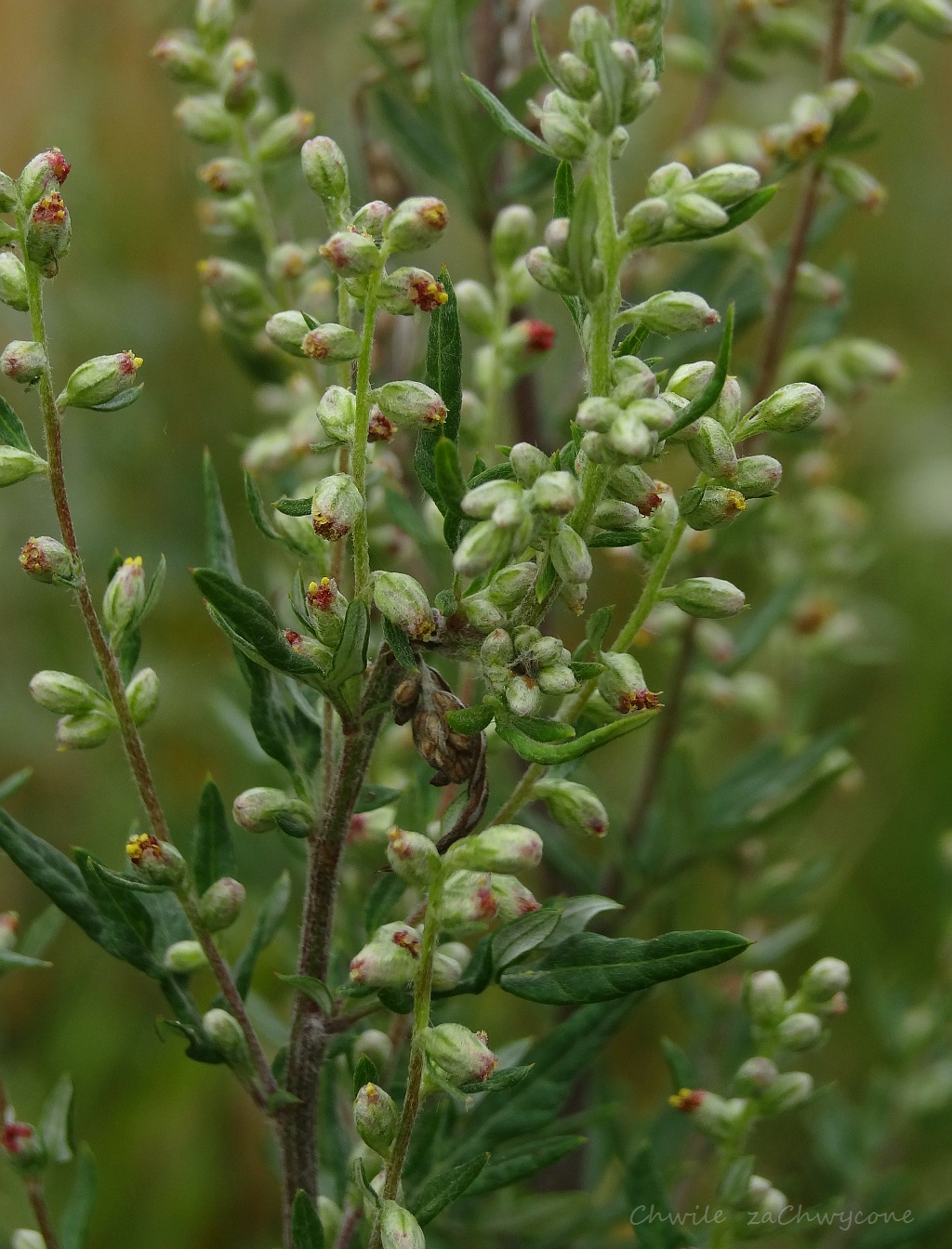 Chwile zaChwycone: Bylica pospolita i jej kwiaty
