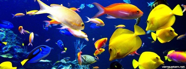 Facebook Covers Fish #1 | Facebook Covers | Timeline, cover, Photo