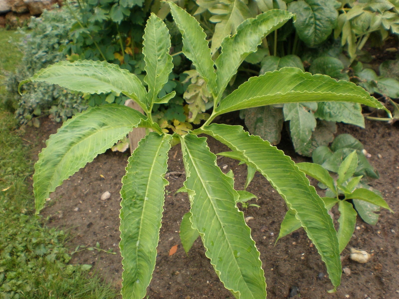 Helle ja Aini aed: Pildimeenutused suvest