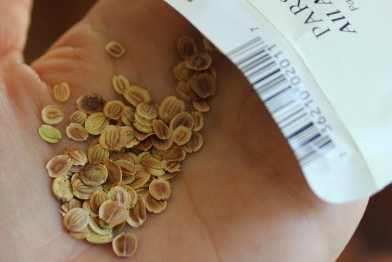 HOW TO GROW PARSNIPS FROM SEED |The Garden of Eaden