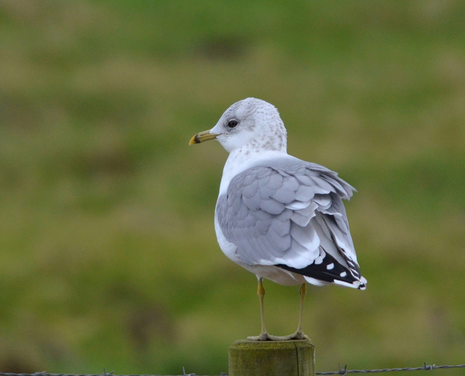 The Early Birder: Common Gull