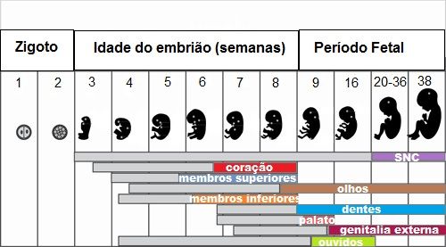 Prazer pela Biologia: Embriologia