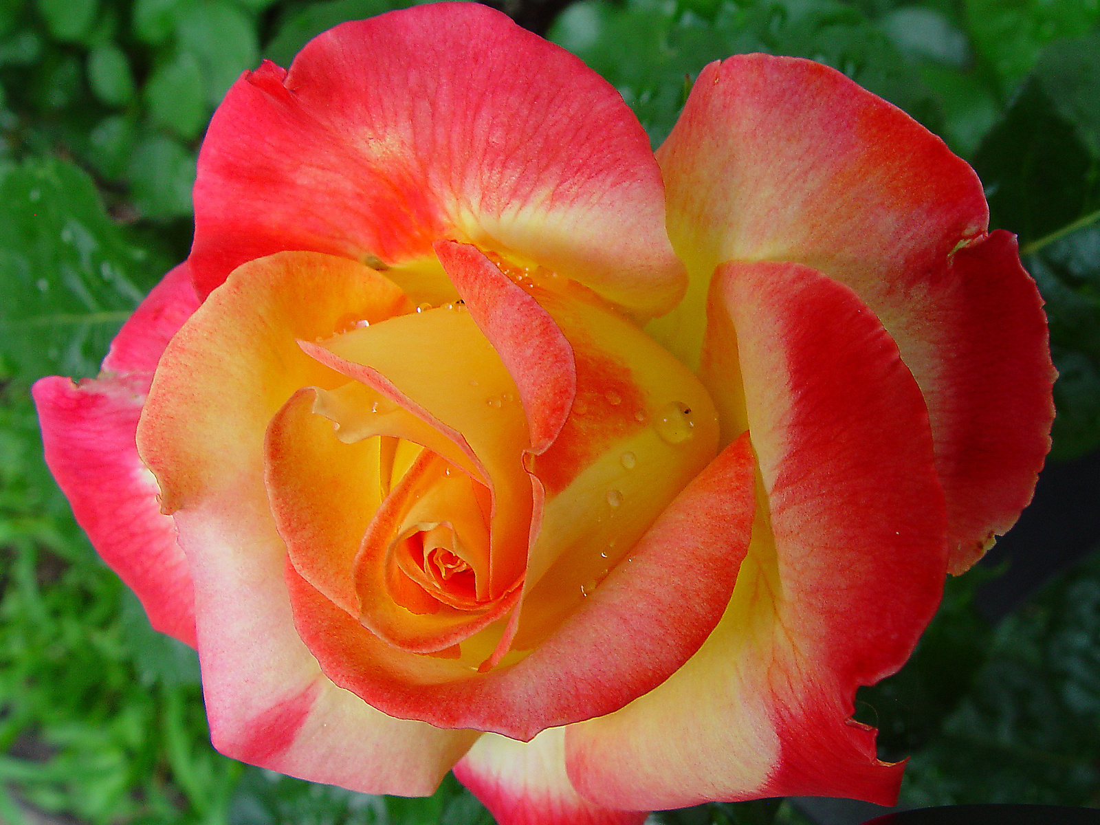 Fotografías de rosas color salmón