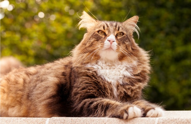 Tips Memilih Kucing Maine Coon yang Bagus dan Berkualitas - Blog Kucing ...