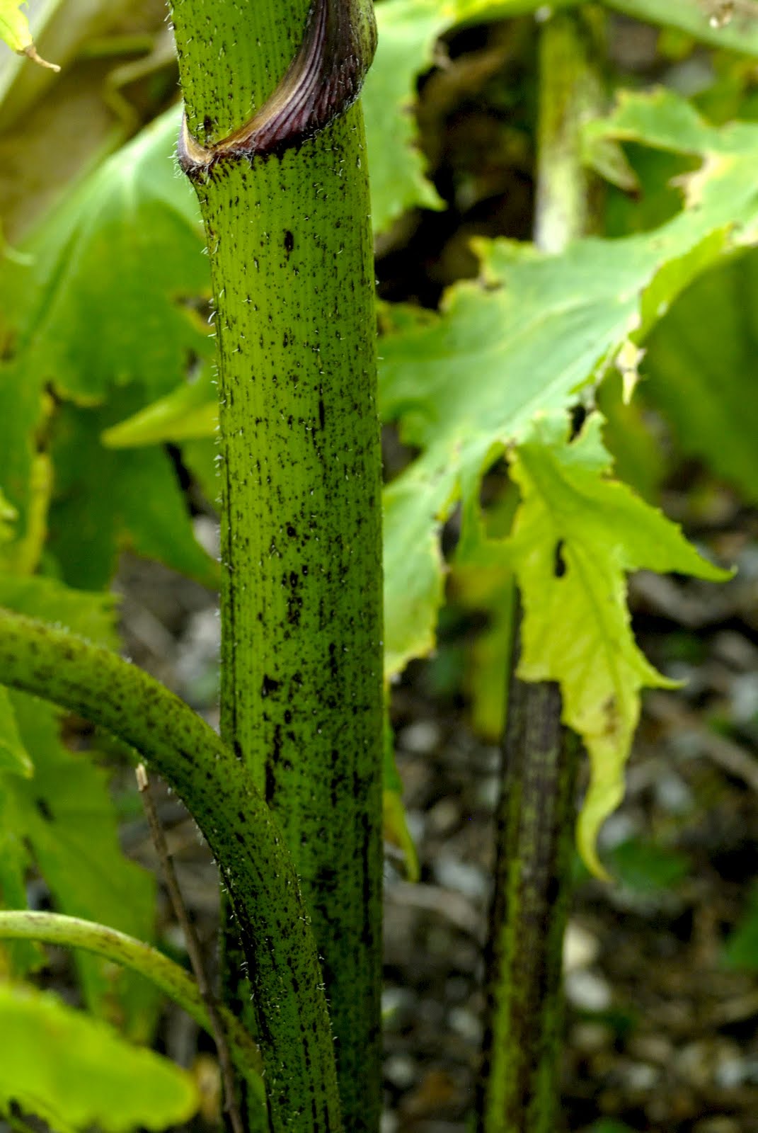 wild new england: Apiaceae, the Carrot Family aka Umbelliferae, the ...