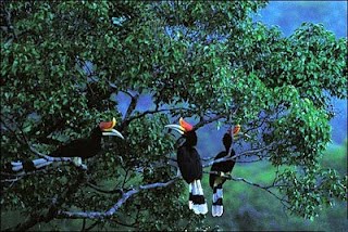 i love central cellebes: Rangkong sulawesi (BURUNG ALLO)