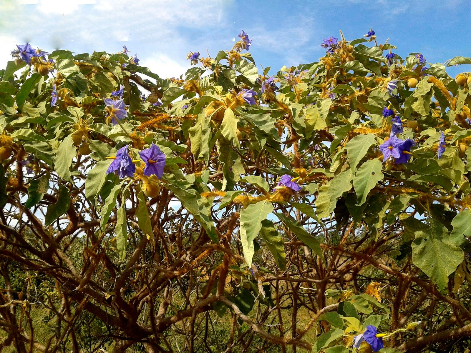 Caliandra do Cerrado: Fruta do lobo