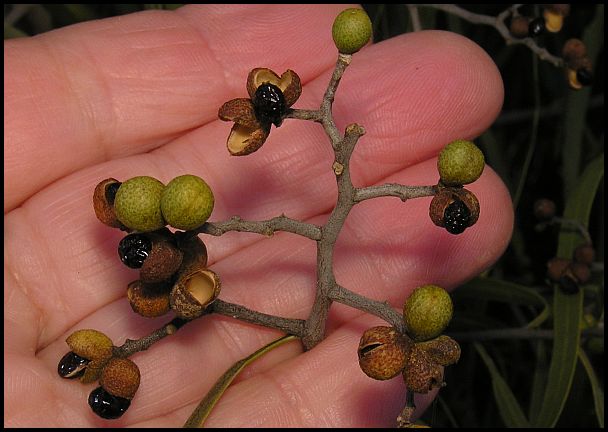 Flora of the Pilliga Forests: Geijera parviflora