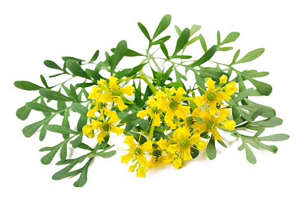 Propriedades e benefícios da Arruda (Ruta graveolens)