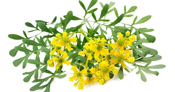 Propriedades e benefícios da Arruda (Ruta graveolens)