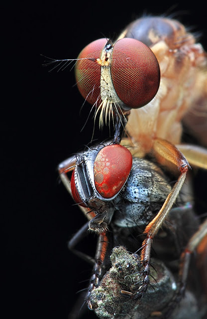 Awe & Some!: Amazing Insect Photography [26 Photos]