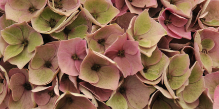 Flower Talk: Guide to Antique Hydrangeas