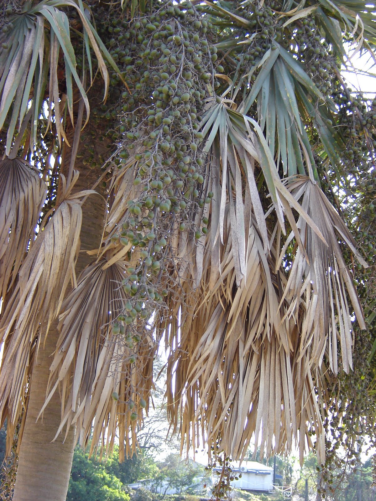 v e r d e c h a c o: Palmera Caranday