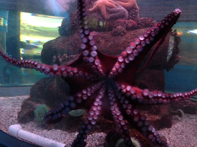 Octopus Hugs and Stingray Kisses